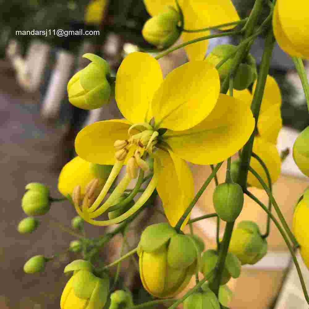 Cassia fistula
